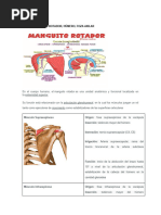 Anatomía de los rotadores externos del hombro | PDF | Hombro | Articulación