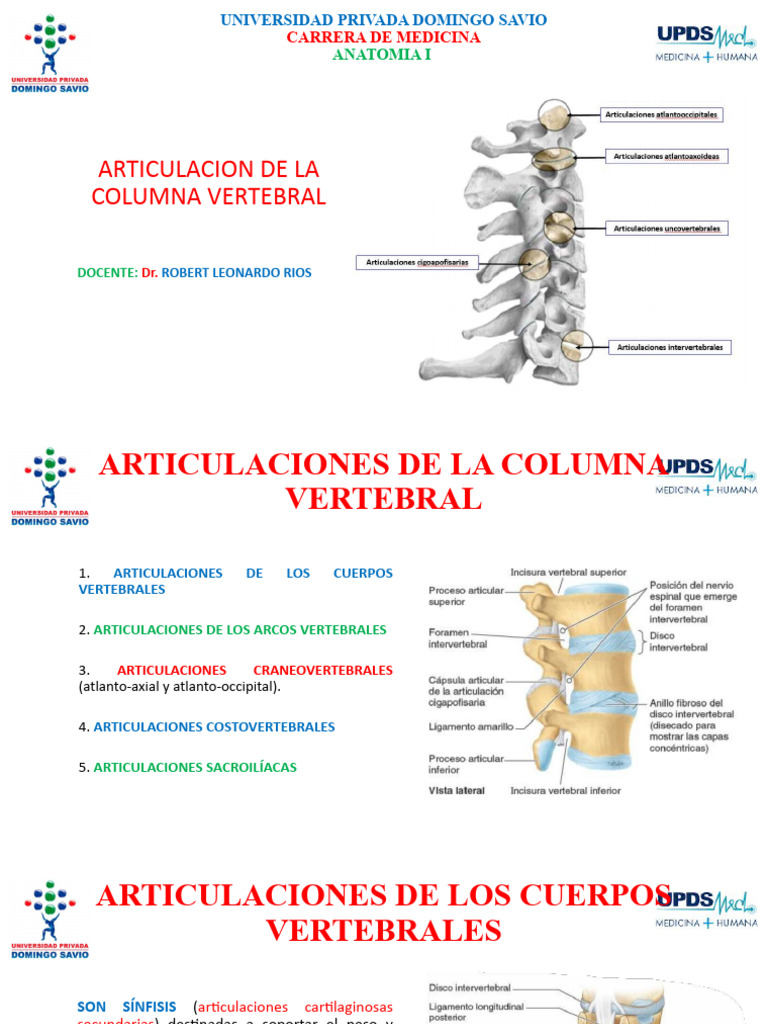 Articulaciones de La Columna Vertebral | Descargar gratis PDF | Articulación | La columna vertebral
