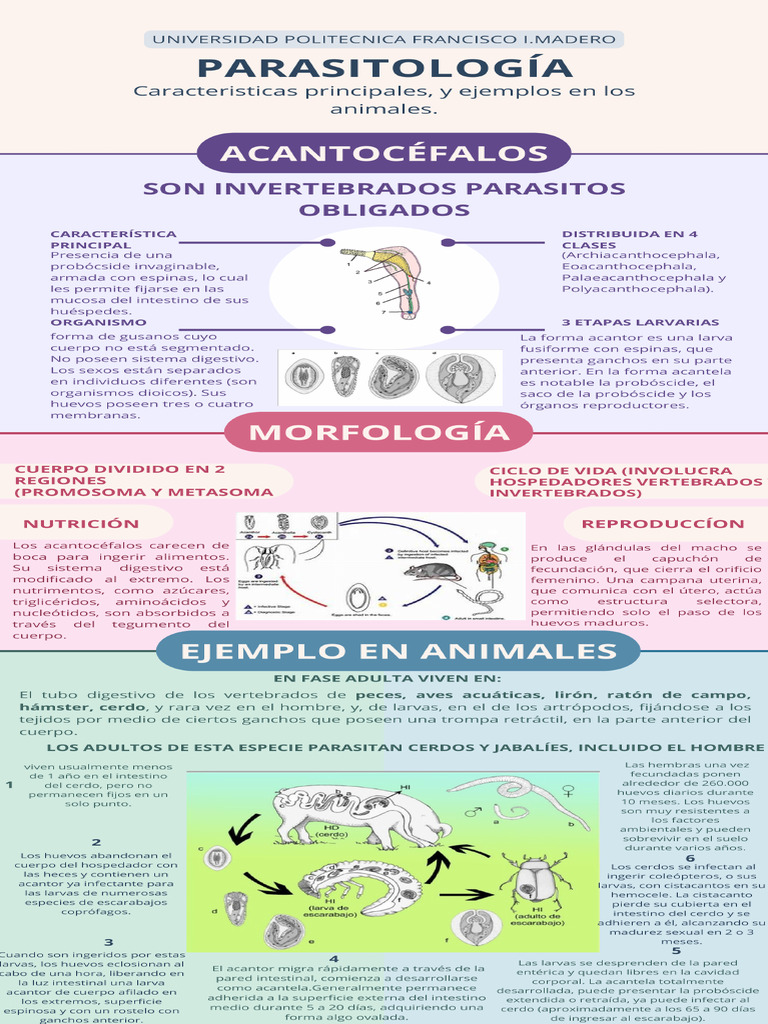 Infografia de Acantocefalos | PDF