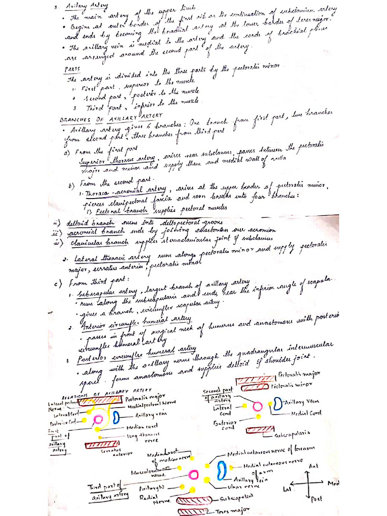 Axillary Nerve, Artery, Lymph Nodes | PDF