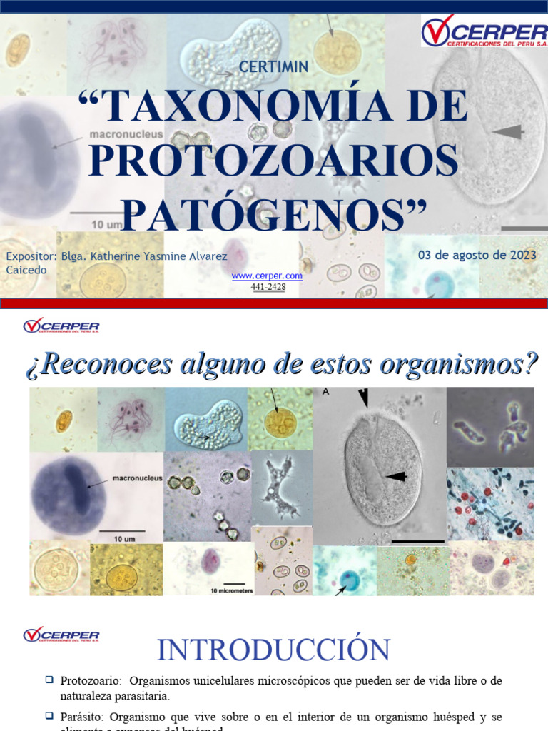 Copia de Exposicion Taxonomia de Prot Patog | PDF | Microbiología