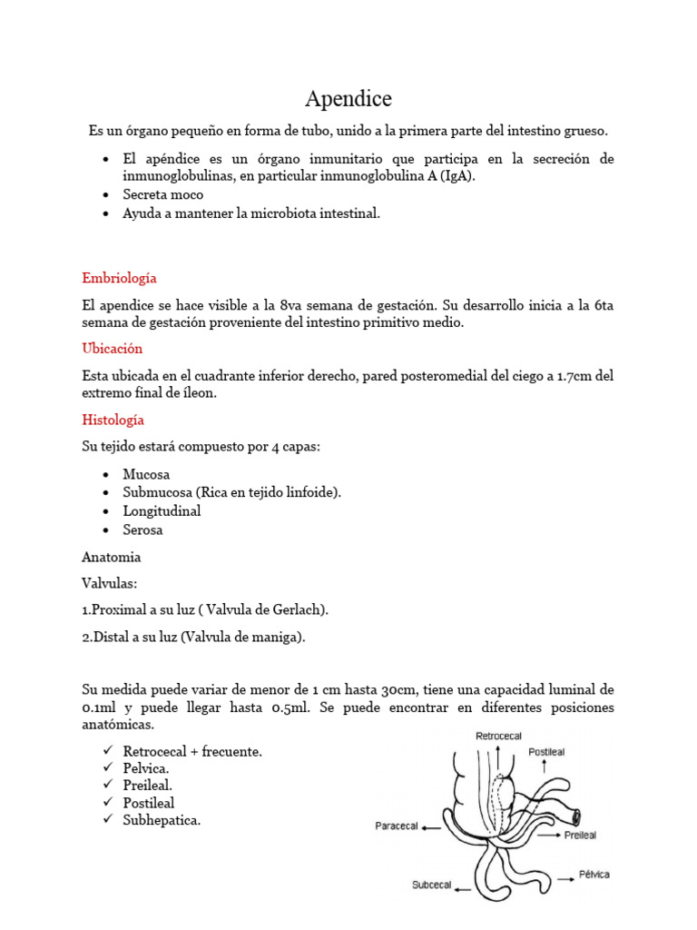 Apendice | PDF | Intestino grueso | Tracto gastrointestinal
