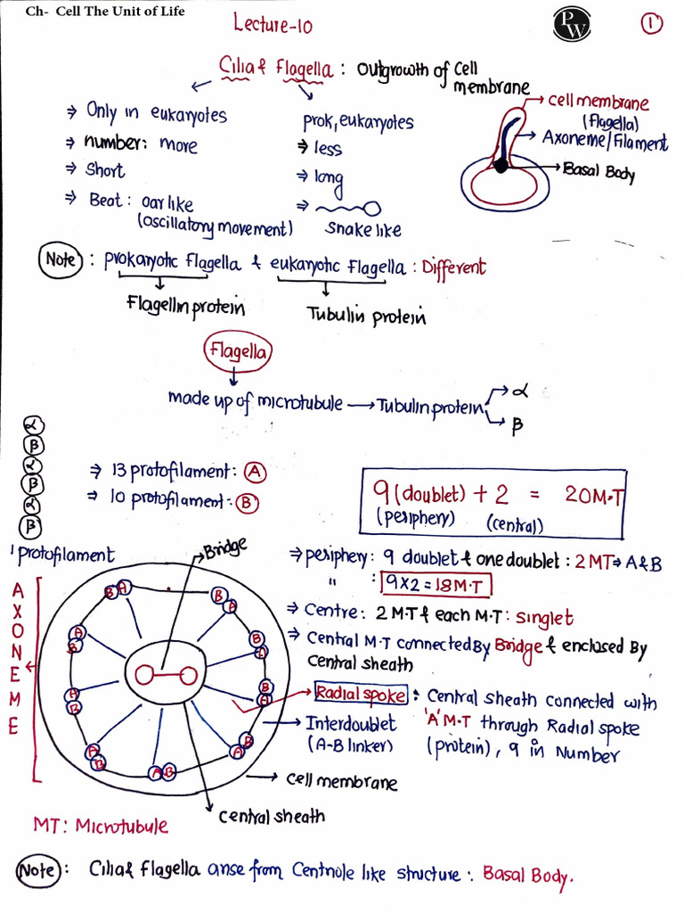 Cell - The Unit of Life 10 - Handwritten Notes - Arjuna NEET 2025 | PDF ...