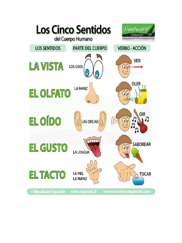 Cinco Sentidos | PDF