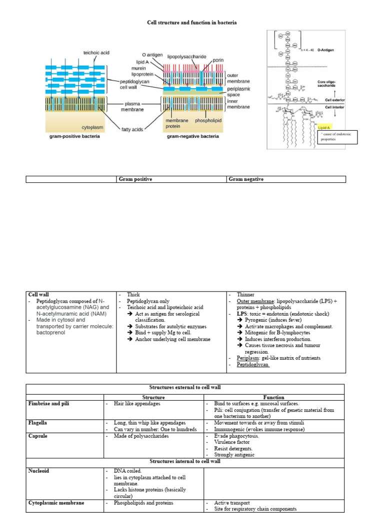 SDL - Cell Structure and Function in Bacteria | Download Free PDF | Bacteria | Cell (Biology)