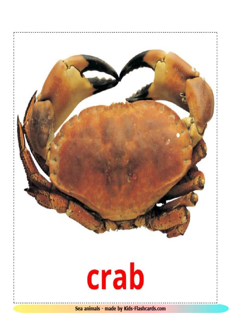 Sea Animals 1 Square | PDF | Social Science