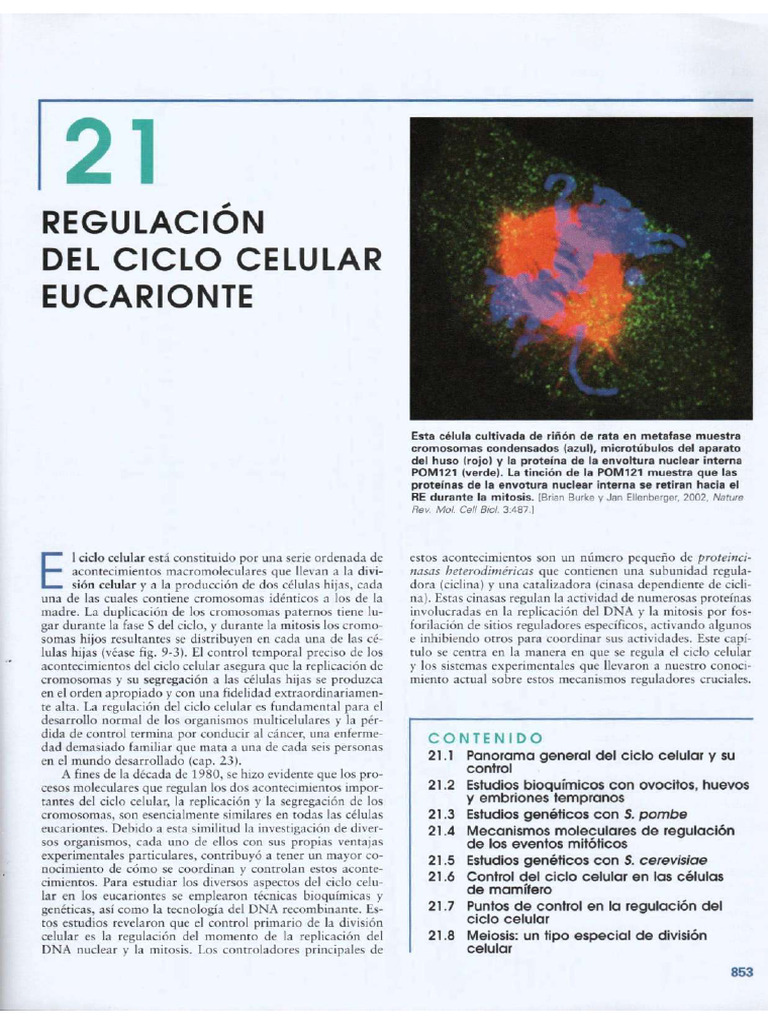 Ciclo celular_Lodish-Cap 21-p853-858 (2) | PDF