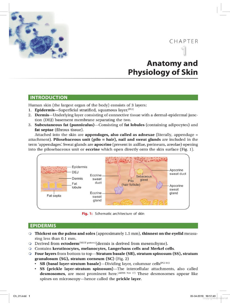 Anatomy & Physiology of Skin | PDF