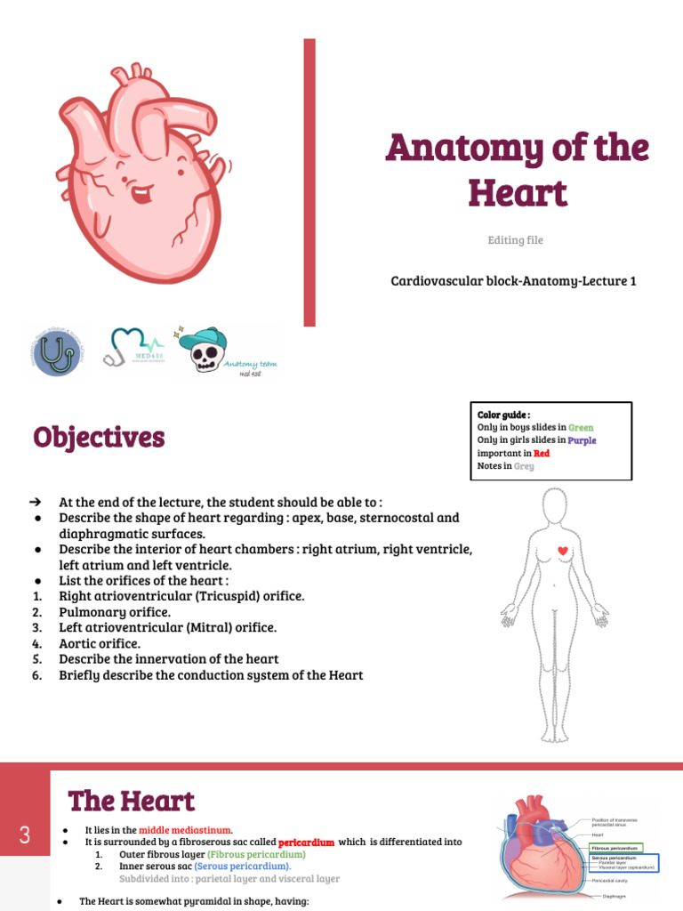 Lecture (1) Anatomy of The Heart | PDF | Heart Valve | Heart
