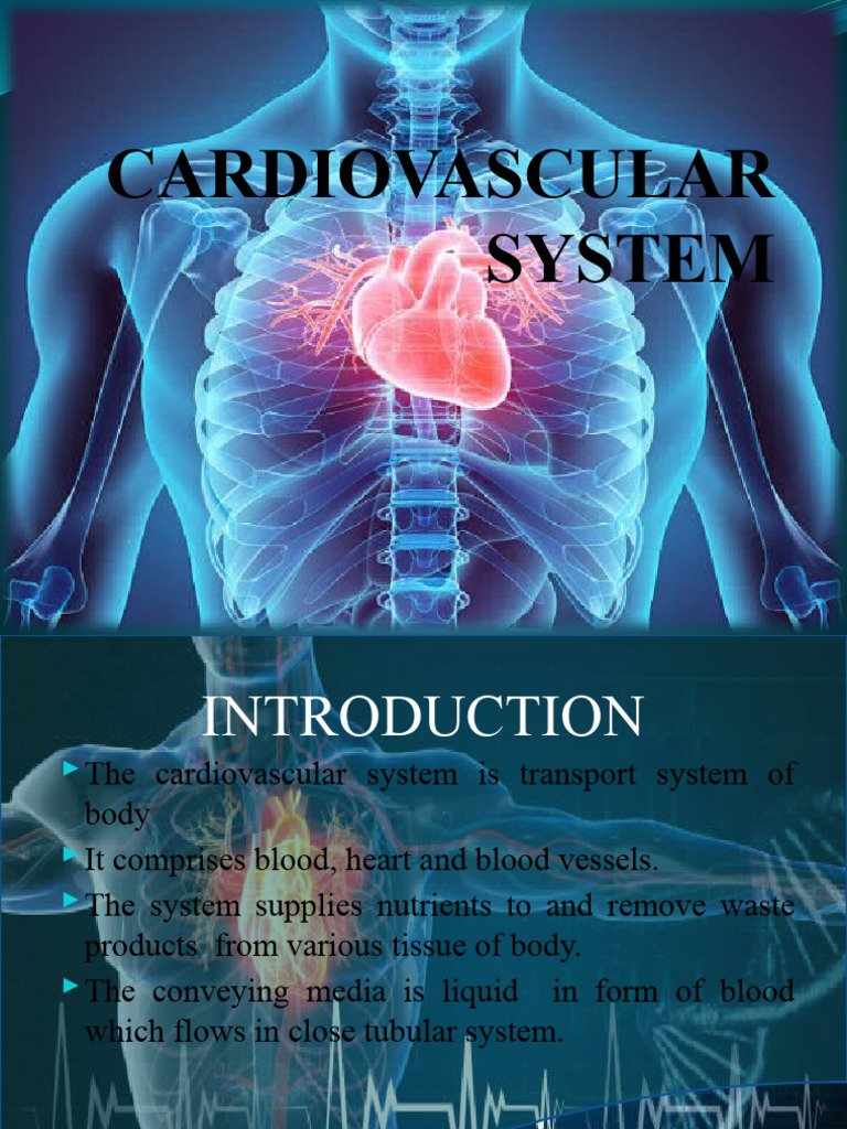 Cardiovascular System | PDF