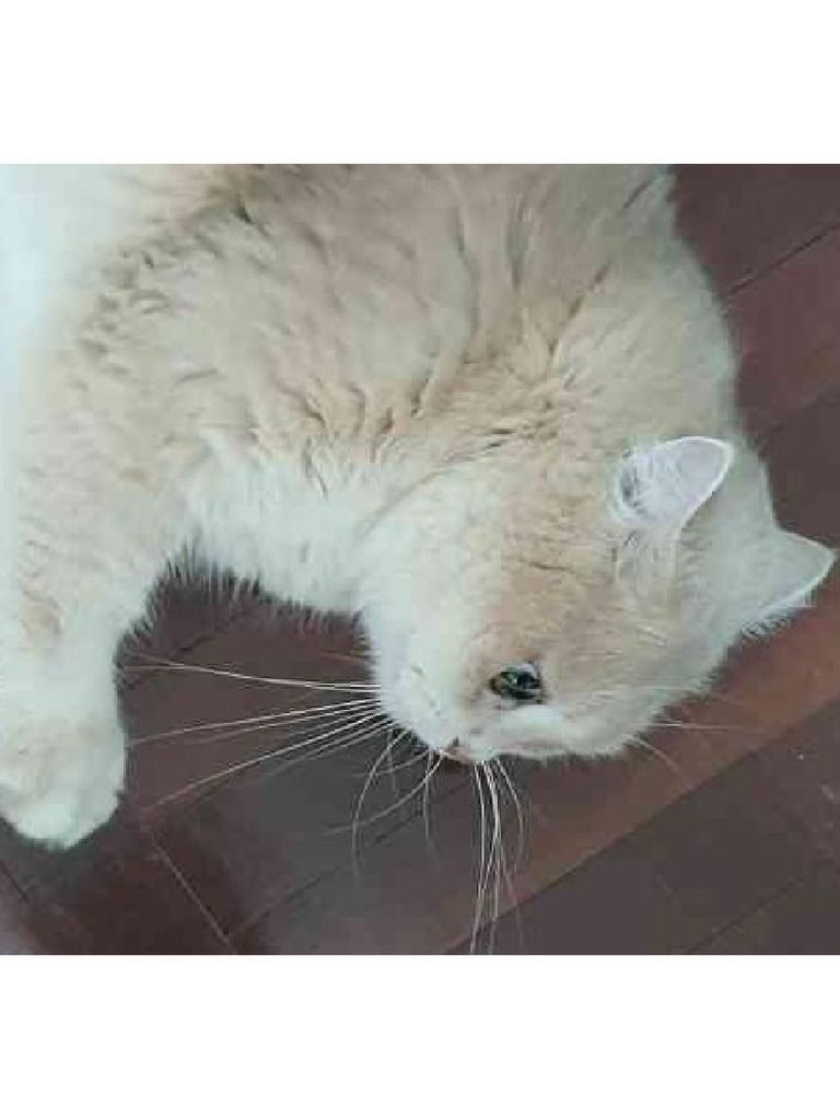 Images (Powered by MaxAI) | PDF