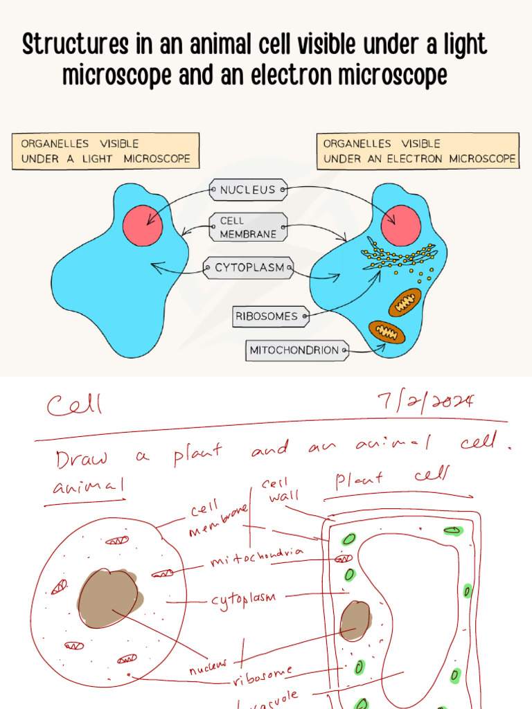 Cells IGCSE | PDF | Cell (Biology) | Bacteria