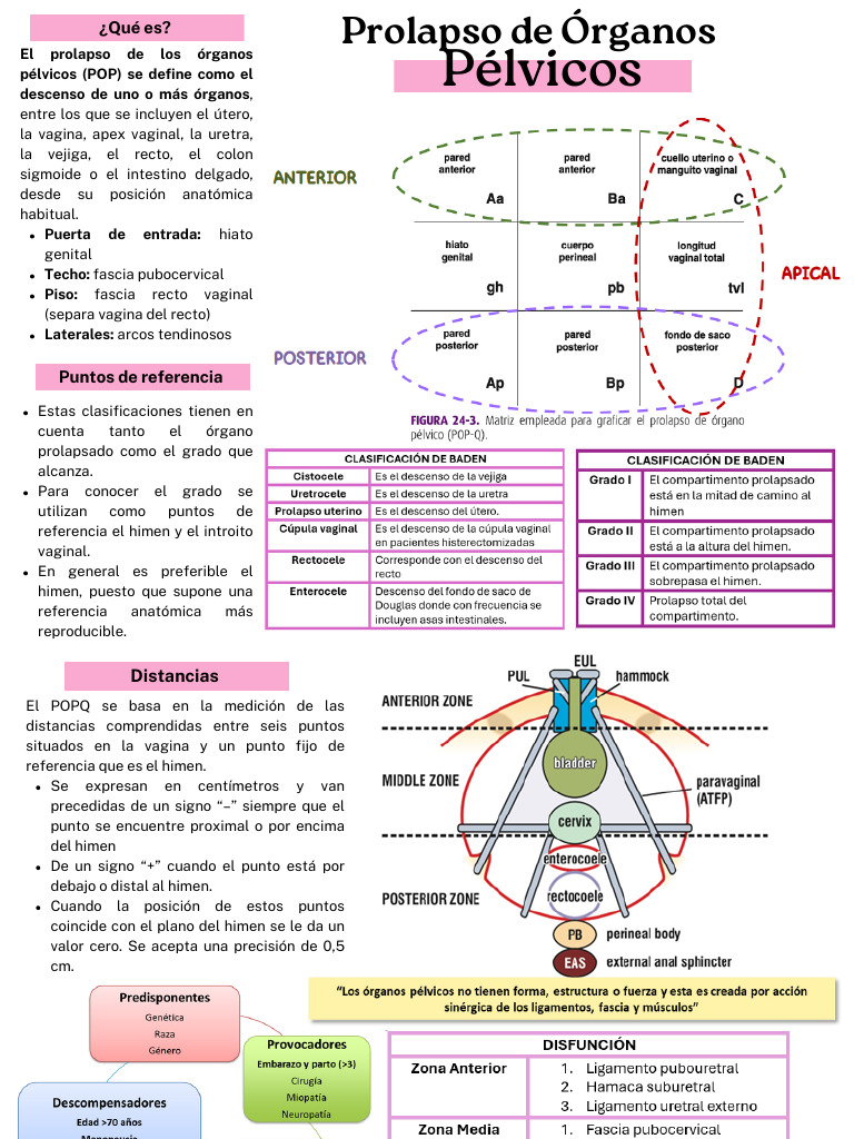 POP-Q | Descargar gratis PDF | Vagina | Especialidades Medicas