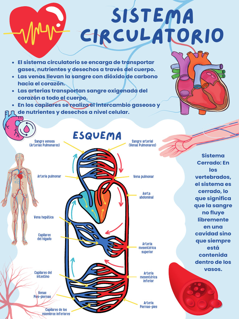 Infografía Sistema Circulatorio Ciencias Ilustrativo Azul (Documento ...