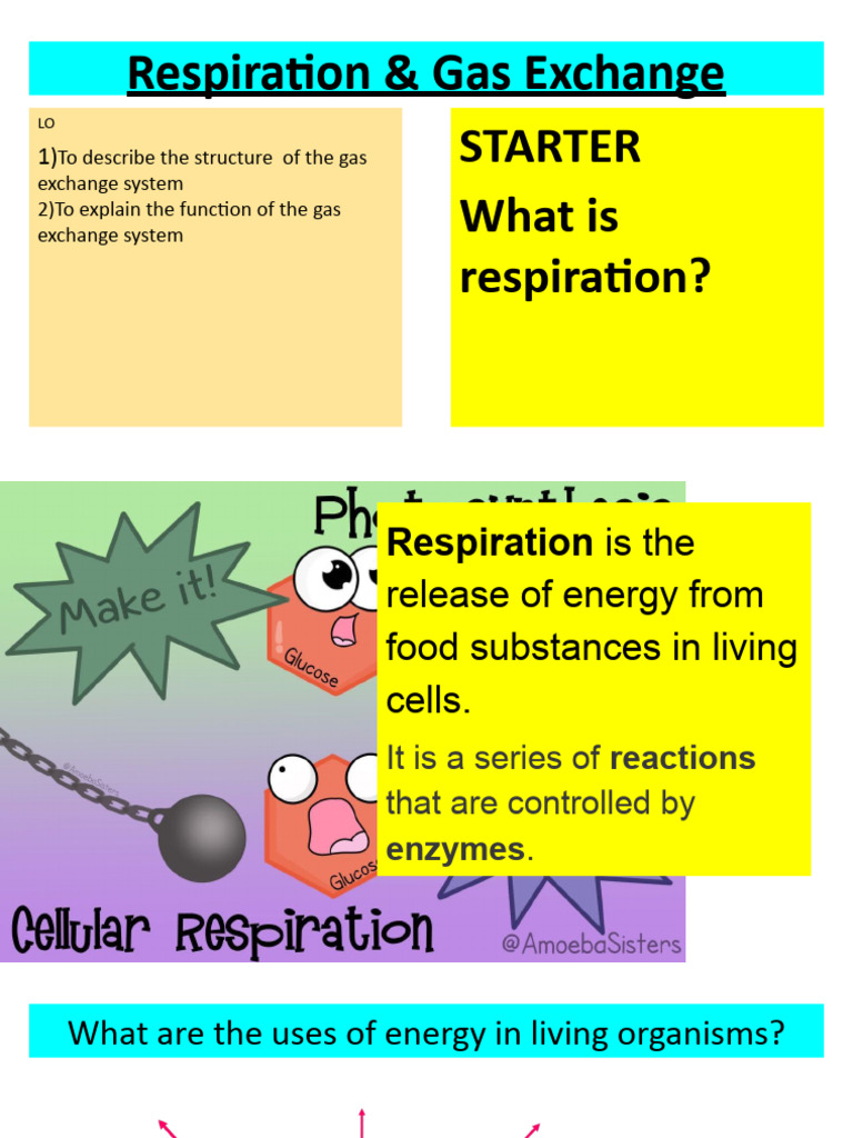 Respiration and Gas Exchange 1 | PDF