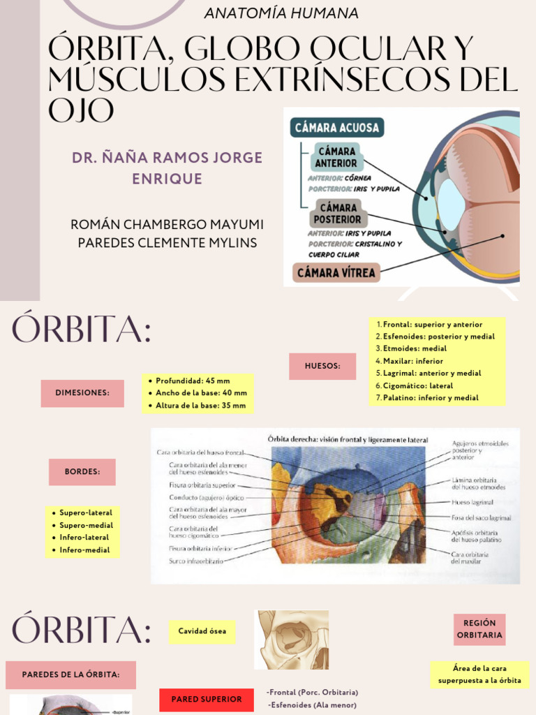 Anatomía de la Órbita y Globo Ocular | PDF | Ojo humano | Sistema visual