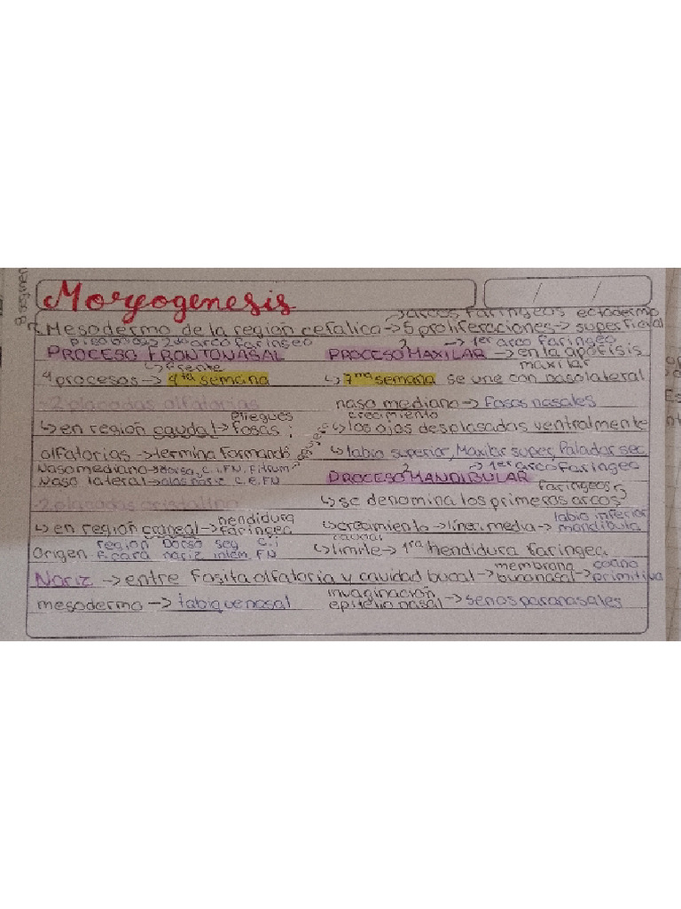 Morfogenesis | PDF