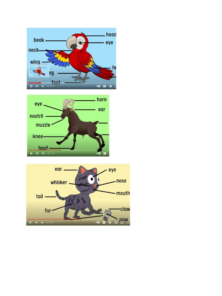 Animal Parts | PDF