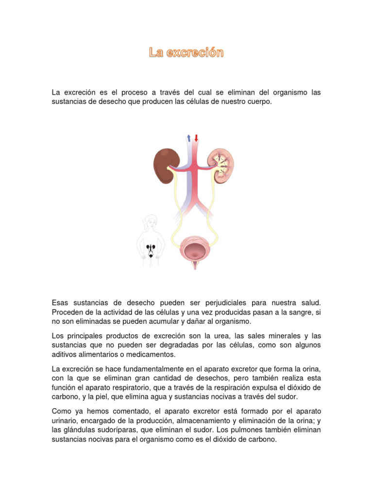 Proceso de Excreción y Salud Renal | PDF | Riñón | Sistema urinario