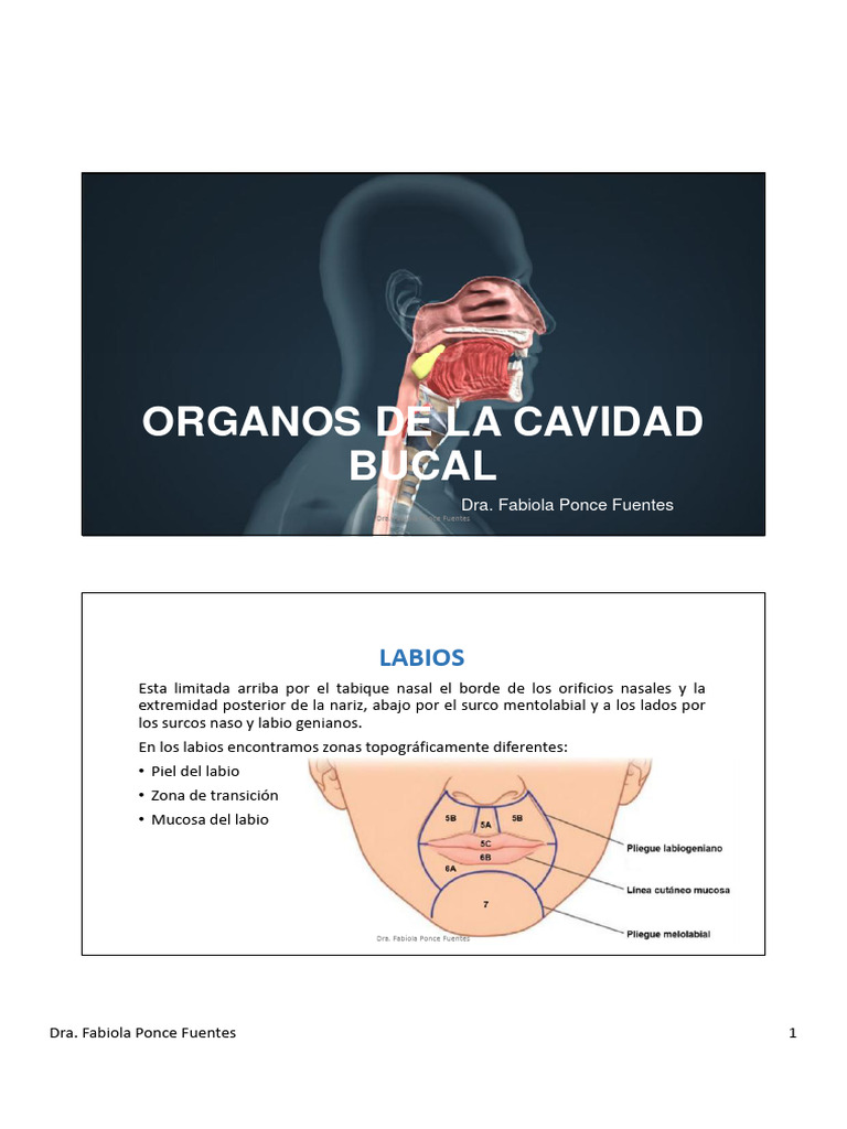 Órganos de La Cavidad Bucal | PDF | Epitelio | Membrana mucosa