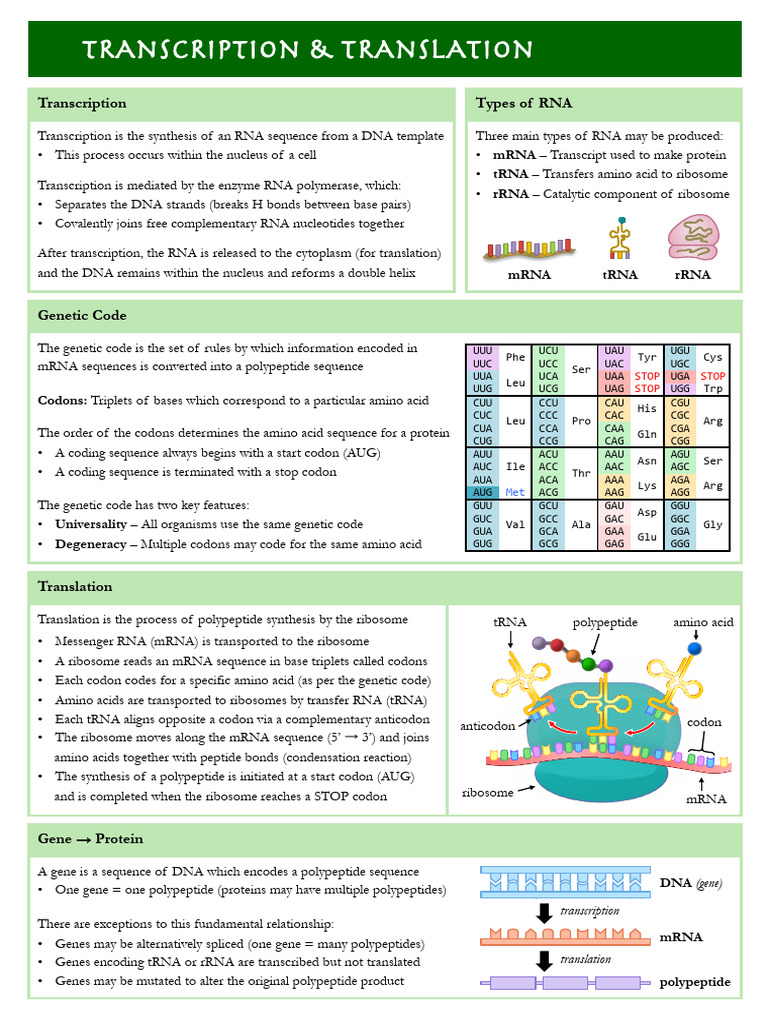Transcription & Translation (Summary Notes) | PDF | Genetic Code ...