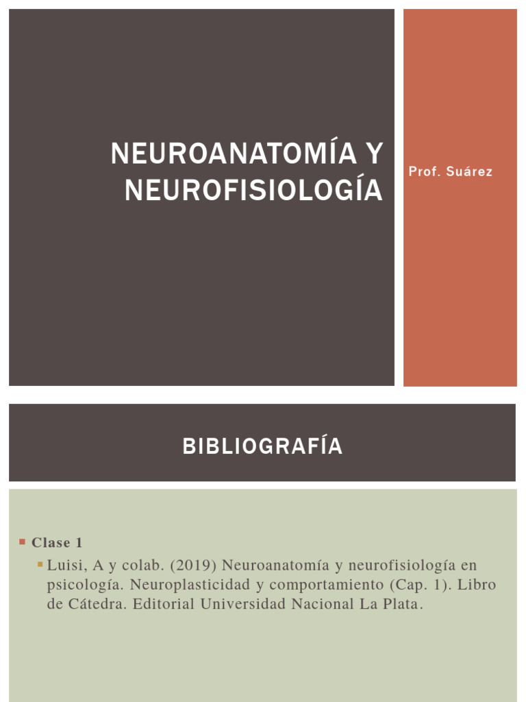 1 - Clase 3 - Compressed | Descargar gratis PDF | Corteza cerebral | Cerebro