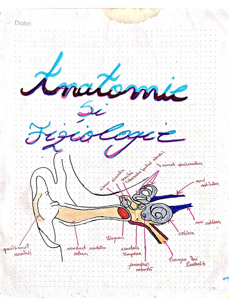 Anatomie Bac 11 | PDF