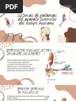 Biomecanica Sistema de Palancas Que Es Tipos y Conceptos Basicos | PDF ...