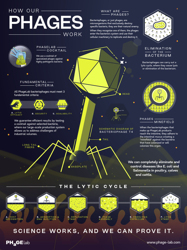 Infographic How Our Phages Work Eng | PDF | Bacteriophage | Microscopy
