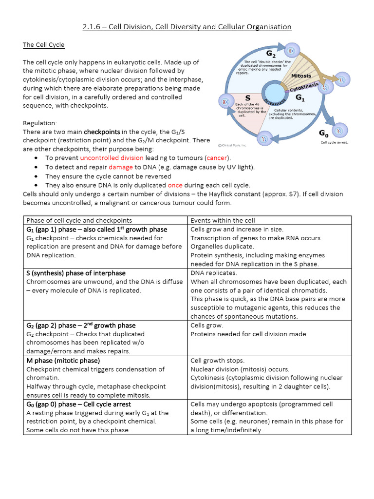 Nuclear Division and Cell Cycle Overview | PDF | Meiosis | Mitosis