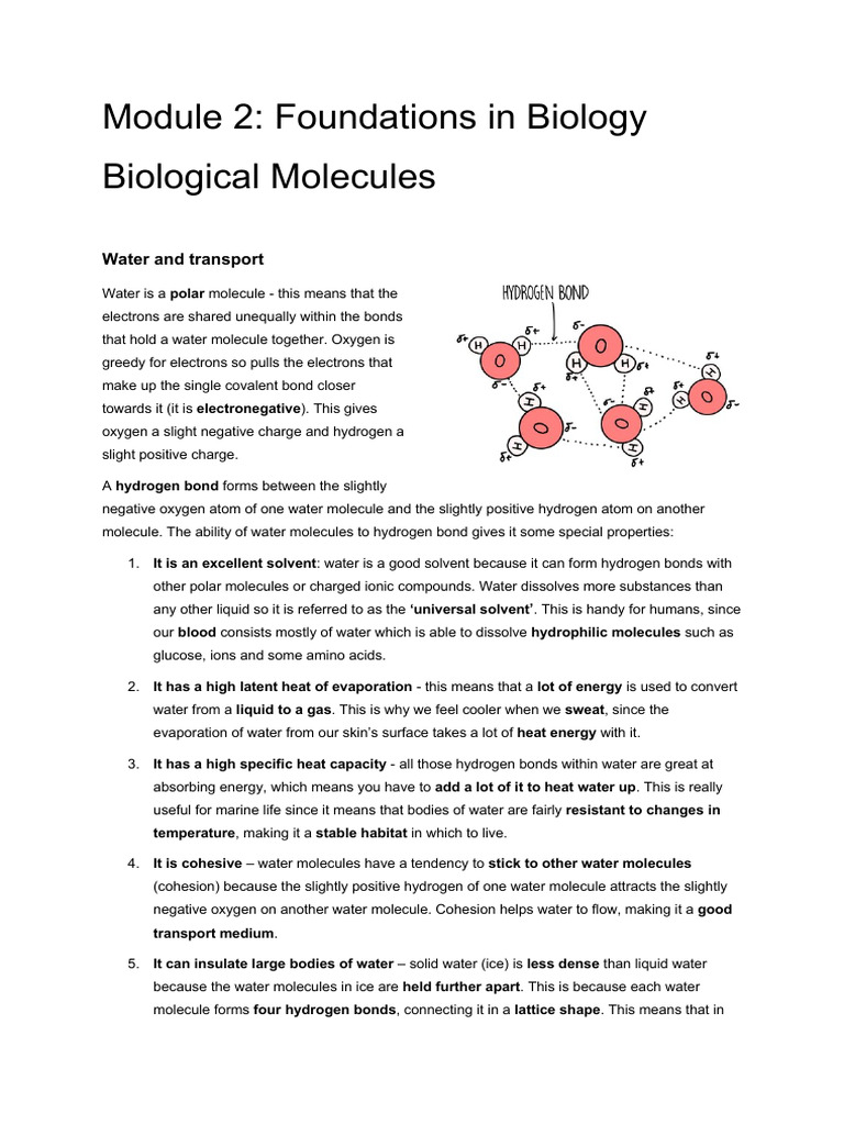 Module 2 Biological Molecules | PDF | Carbohydrates | Properties Of Water