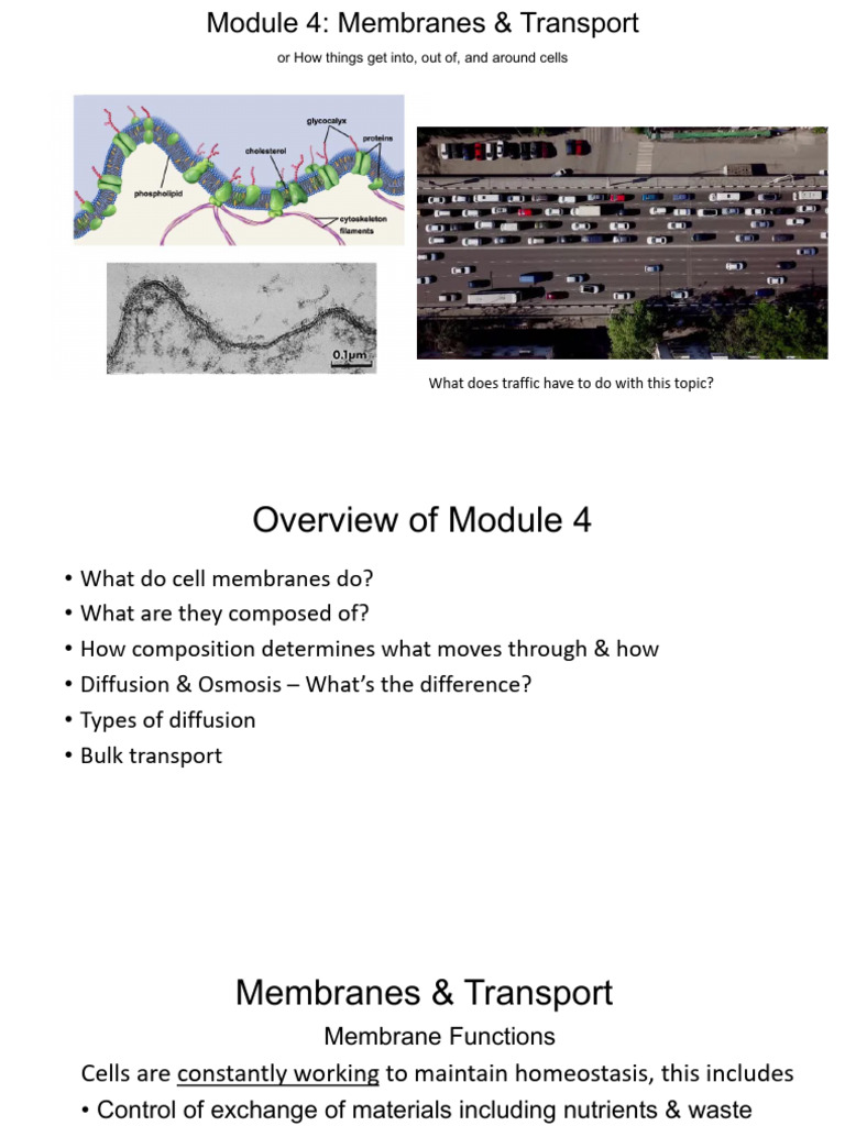 Membranes and Transport: Slides | Download Free PDF | Cell Membrane ...