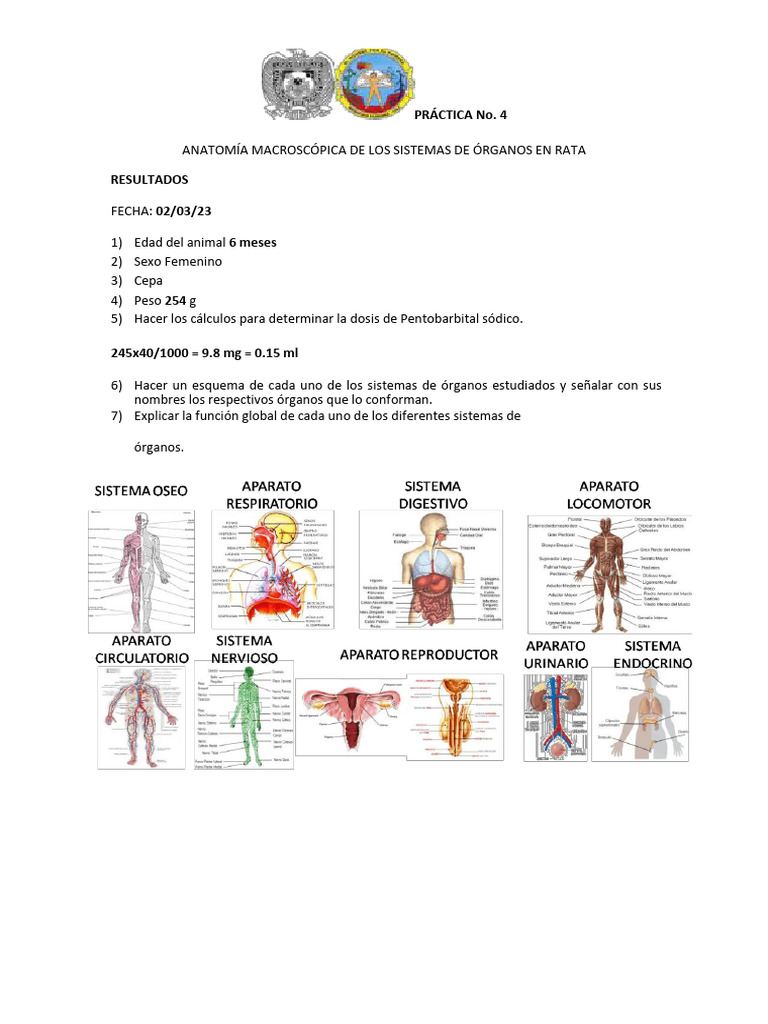Méndez Santos - Práctica 4. Anatomía de Rata | PDF | Sistema digestivo ...