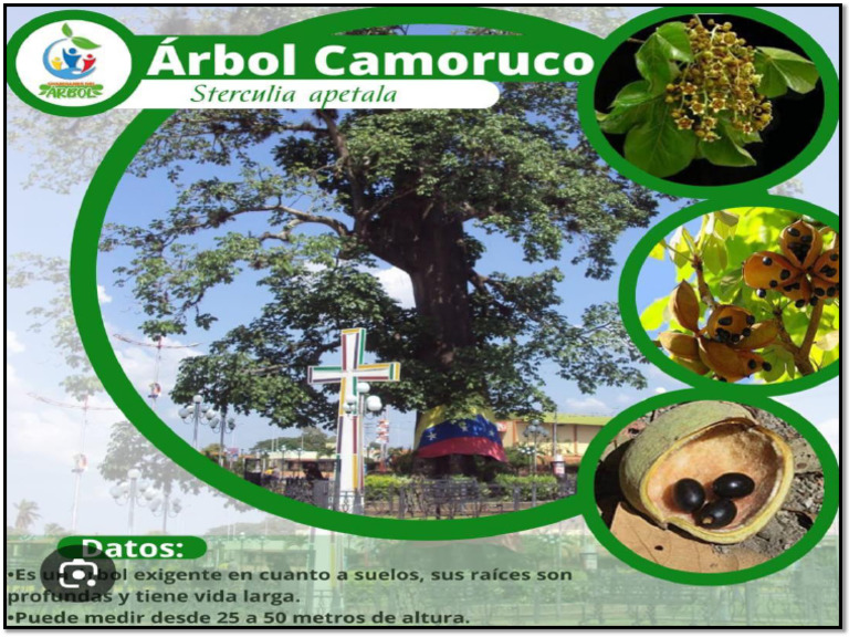 Arbol Camoruco | PDF