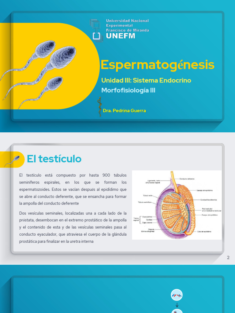 Unidad III - Tema 10 | PDF | Sistema reproductivo | Biología