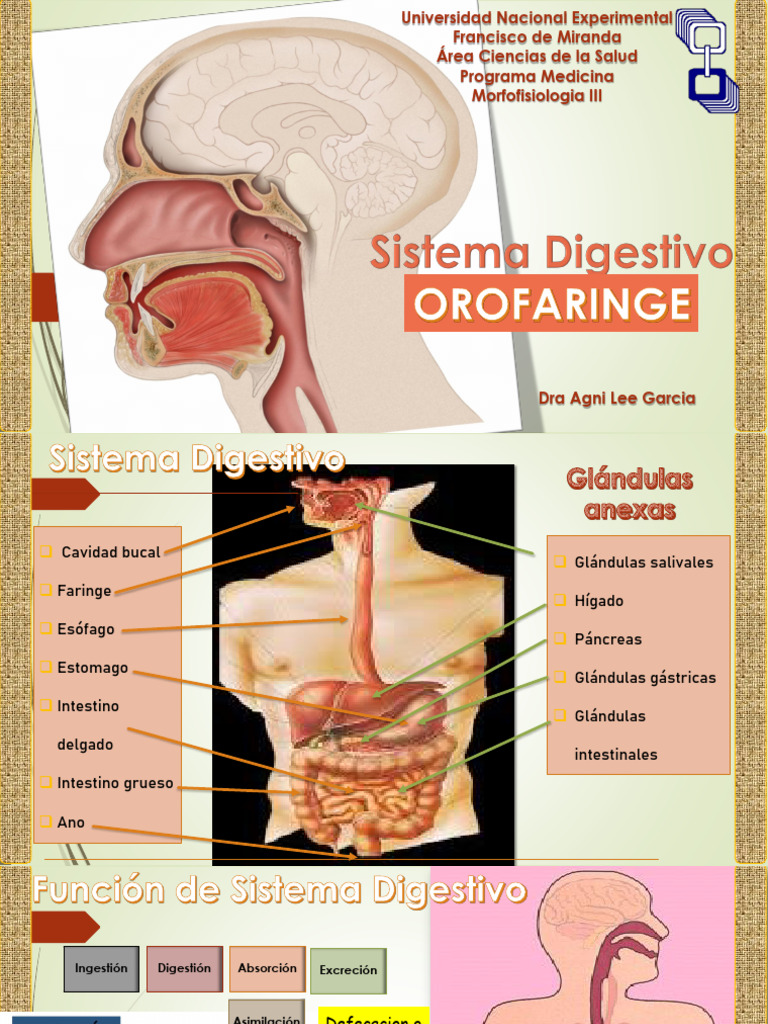 Sistema Digestivo.... Orofaringe | Descargar gratis PDF | Lengua ...