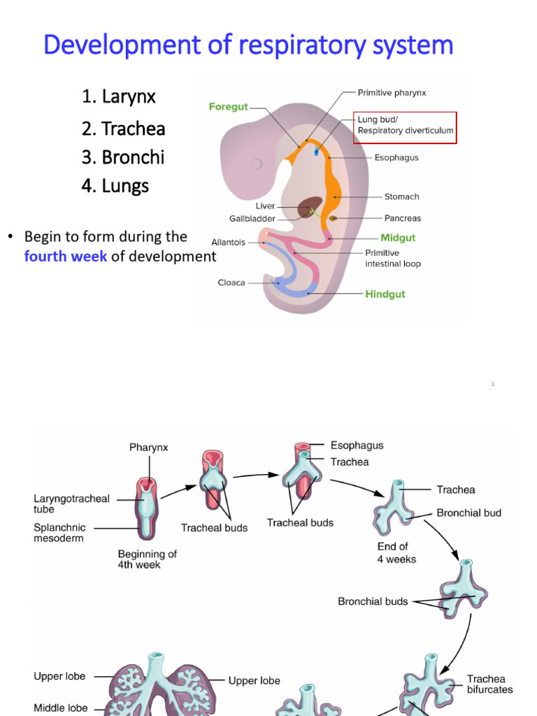 Development of the Respiratory System | PDF | Lung | Larynx