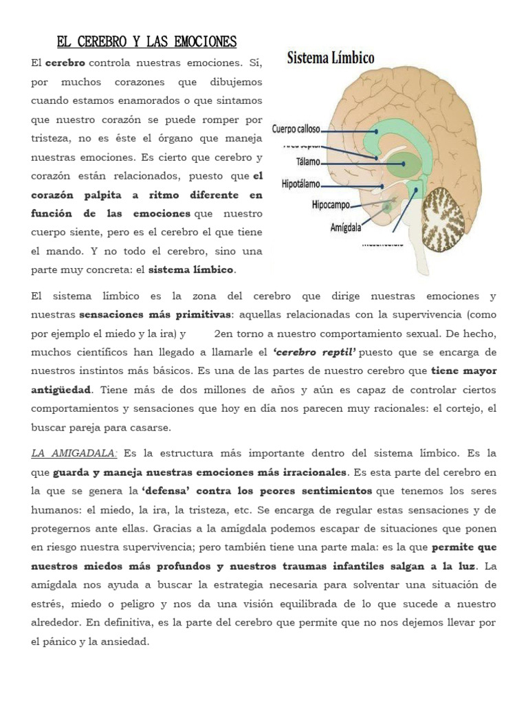El Cerebro Y Las Emociones Pdf Hipotálamo Cerebro