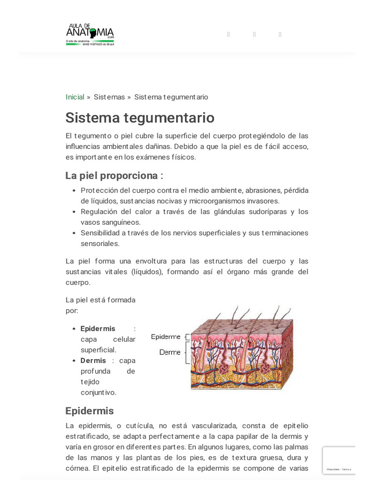Sistema tegumentario _ Sistemas _ Aula de Anatomia | PDF | Piel | Sistema tegumentario