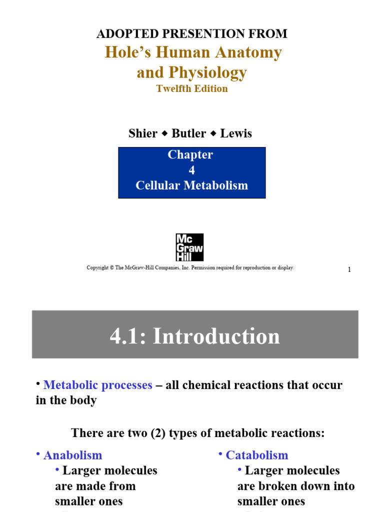 Chapter 4 Cellular Metabolism | PDF | Cellular Respiration | Adenosine ...