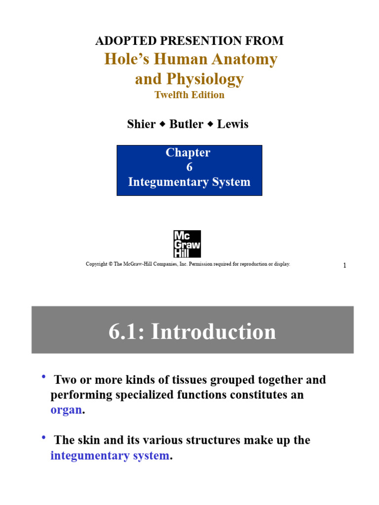 Chapter 6 Integumentary System | PDF | Integumentary System | Skin