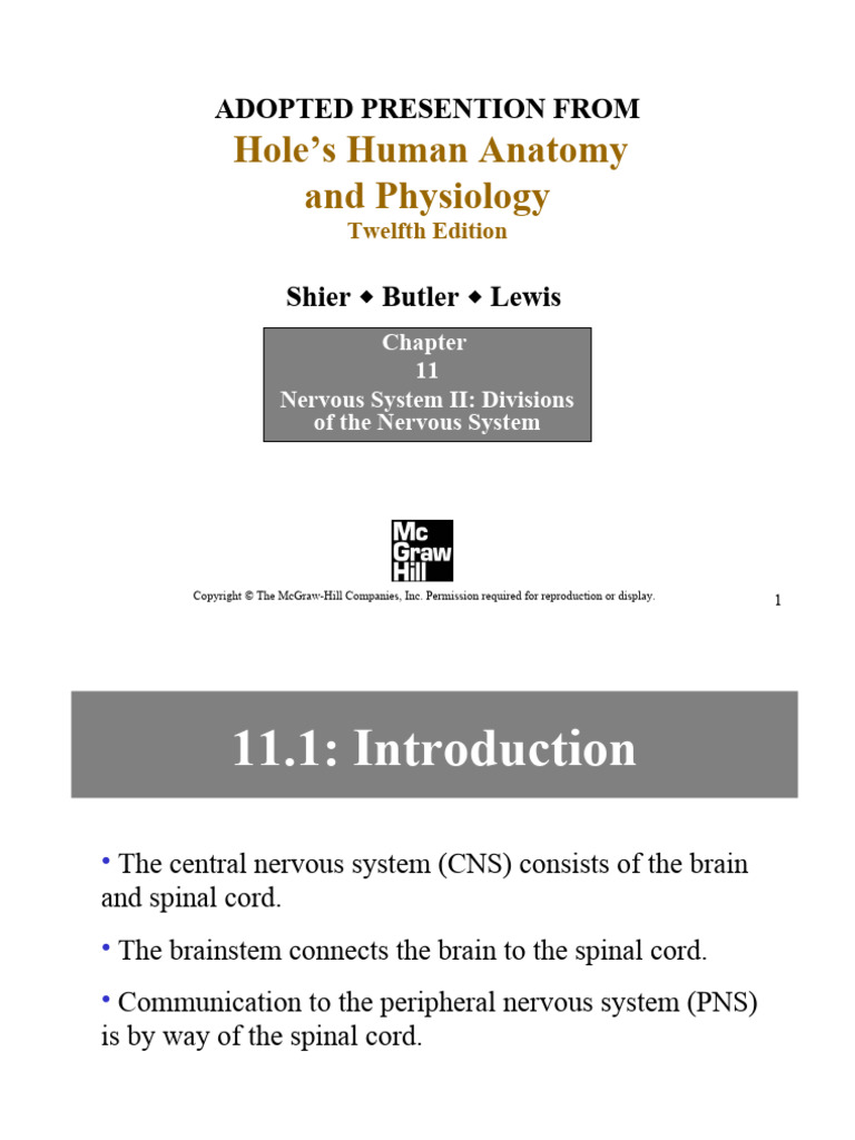 Chapter 11nervous System II Divisions of The Nervous System | PDF | Cerebrospinal Fluid | Spinal ...