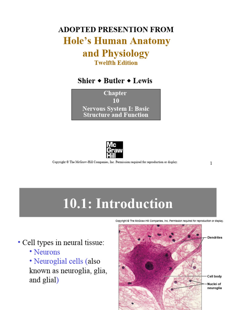 Chapter 10 Nervous System Basic Structure and Function | PDF | Axon | Neuron