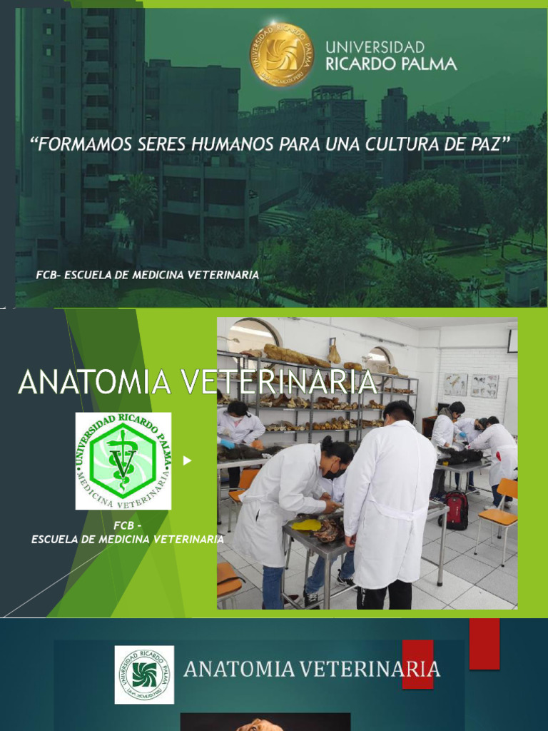 6 Cabeza y Cuello2020 2da Parte PRACT | PDF | Laringe | Sistema musculoesquelético