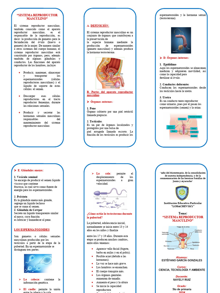 Triptico - Sistema Reproductor Masculino | PDF | Sistema reproductivo | Sexo