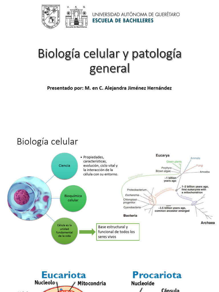 S1 Biocel Alejandra | PDF | Biología Celular) | Citoplasma