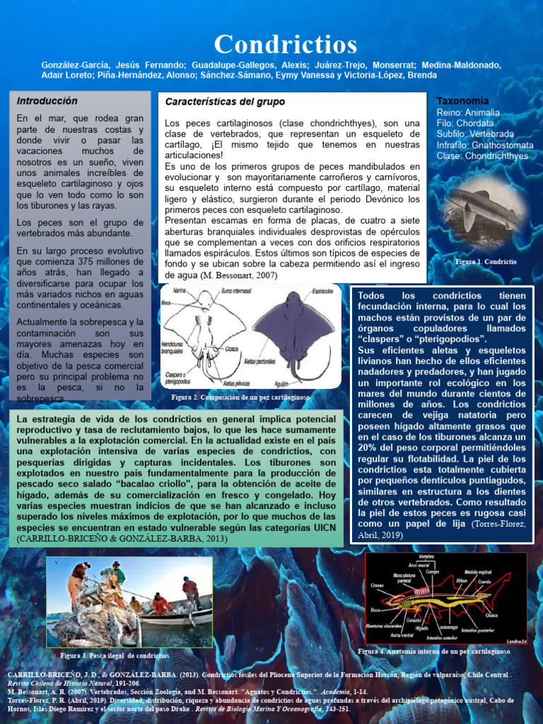 Condrictios 1 | PDF | Esqueleto | Zoología