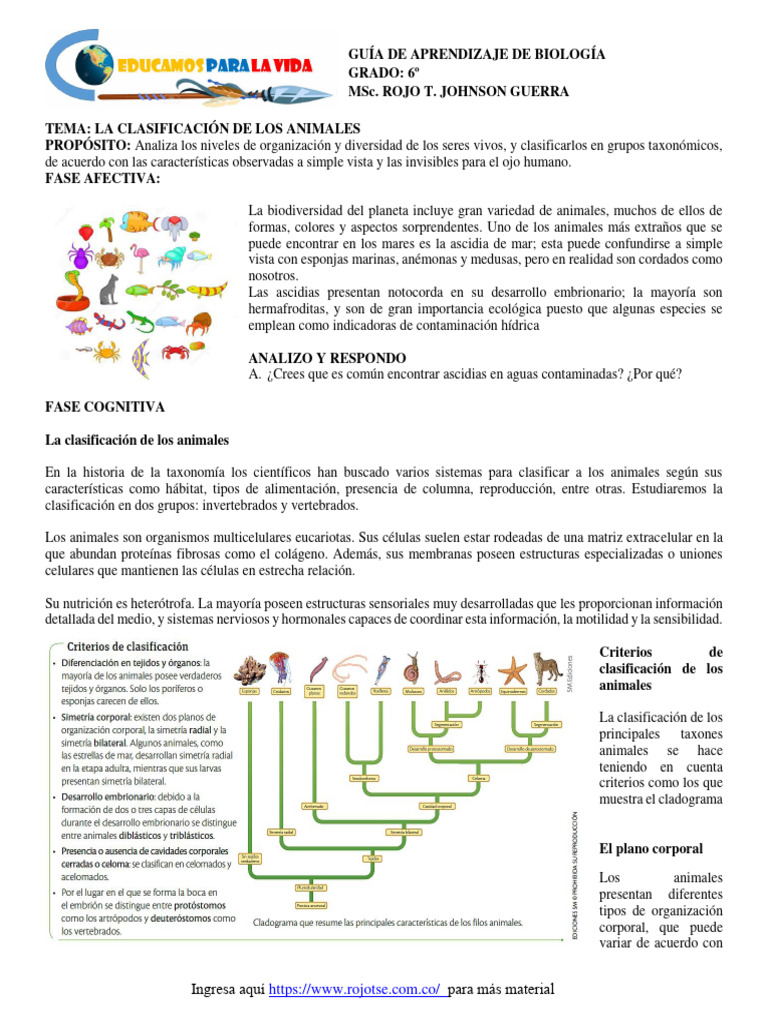 La Clasificación de Los Animales | PDF | Esqueleto | Vertebrados