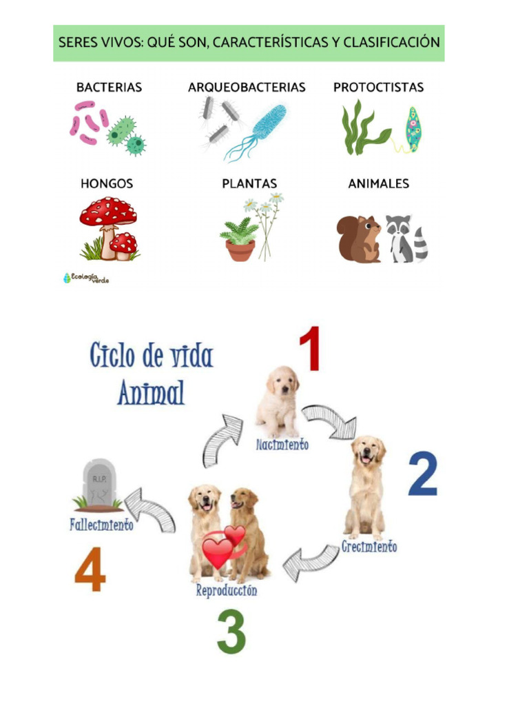 Imagenes de Los Seres Vivos, Ciclo de Vida Animal, Naturaleza Inanimada ...