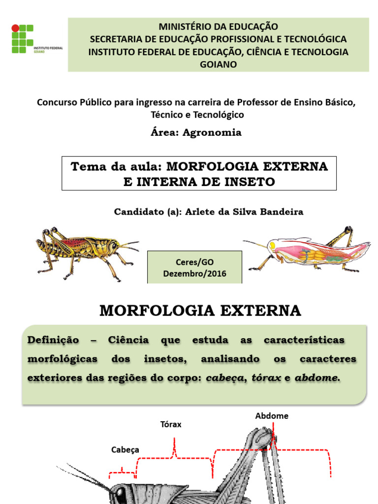 Morfologia Externa e Interna de Inseto | PDF | Insetos | Sistema ...
